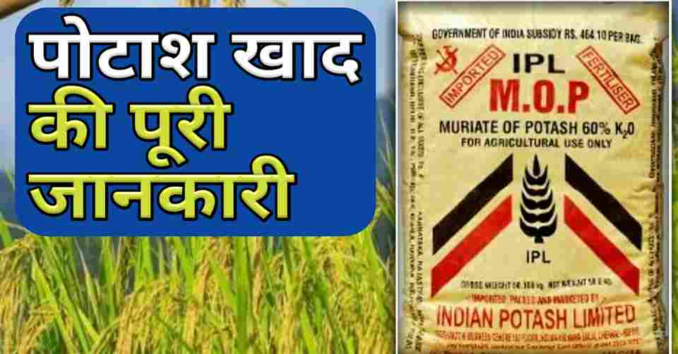 पोटाश खाद की जानकारी [कीमत, प्रकार, फायदे, कैसे बनता है] | Potash ...