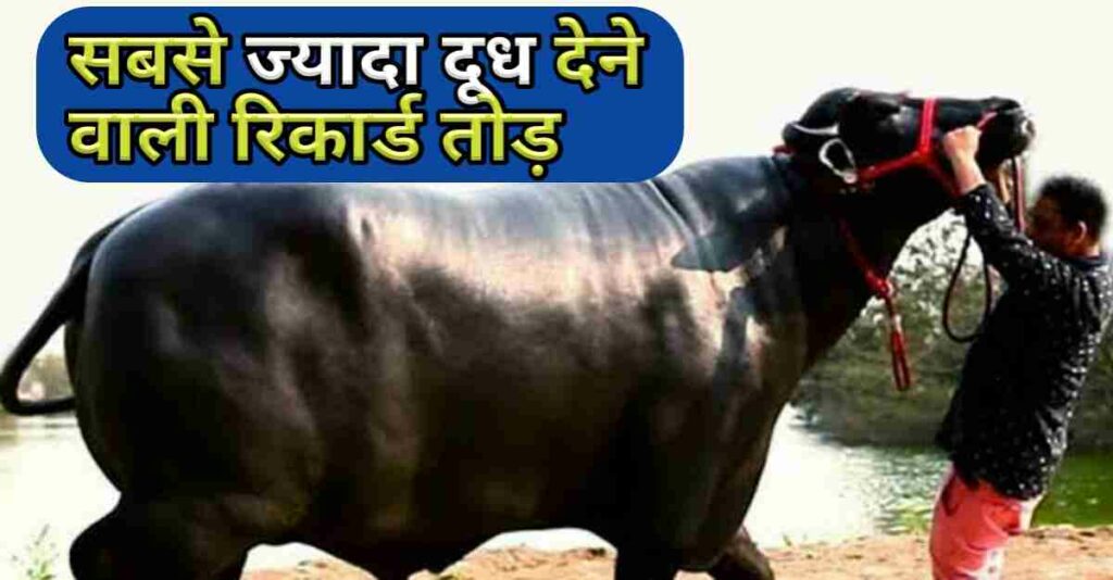 सबसे ज्यादा दूध देने वाली भैंस की नस्ल, Murrah, Nili Ravi | Jyada Dudh ...